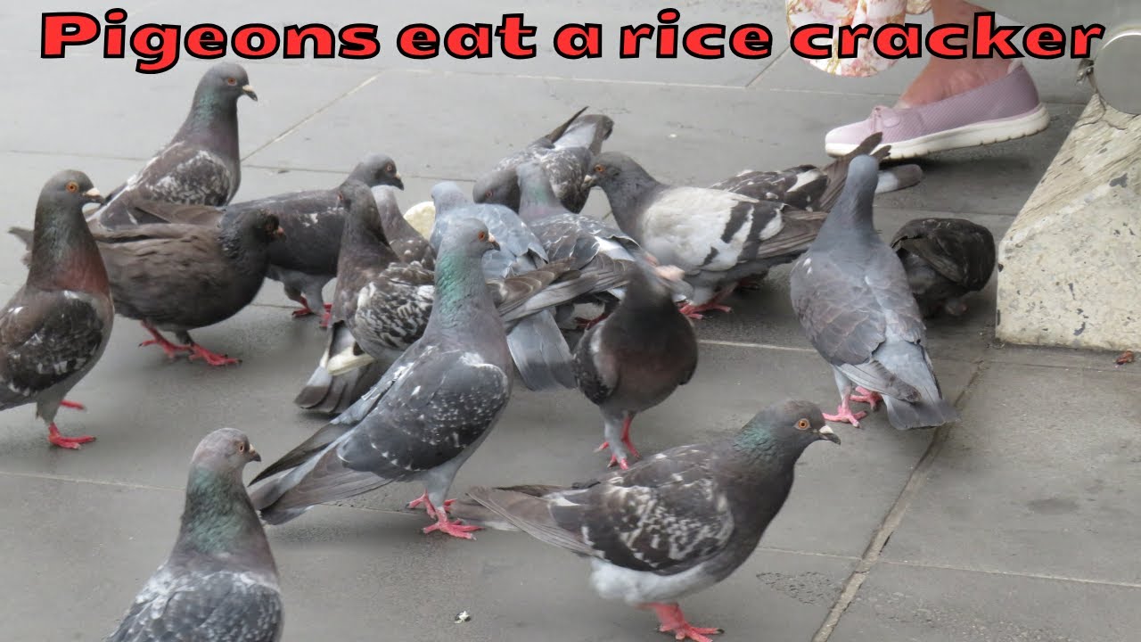 Lots of pigeons feasting on a rice cracker - YouTube