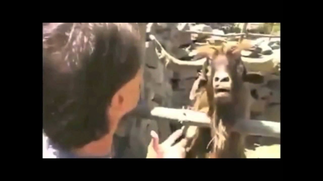 Pissed off Italian goat - YouTube