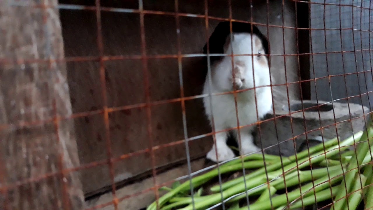 most dangerous rabbit - YouTube