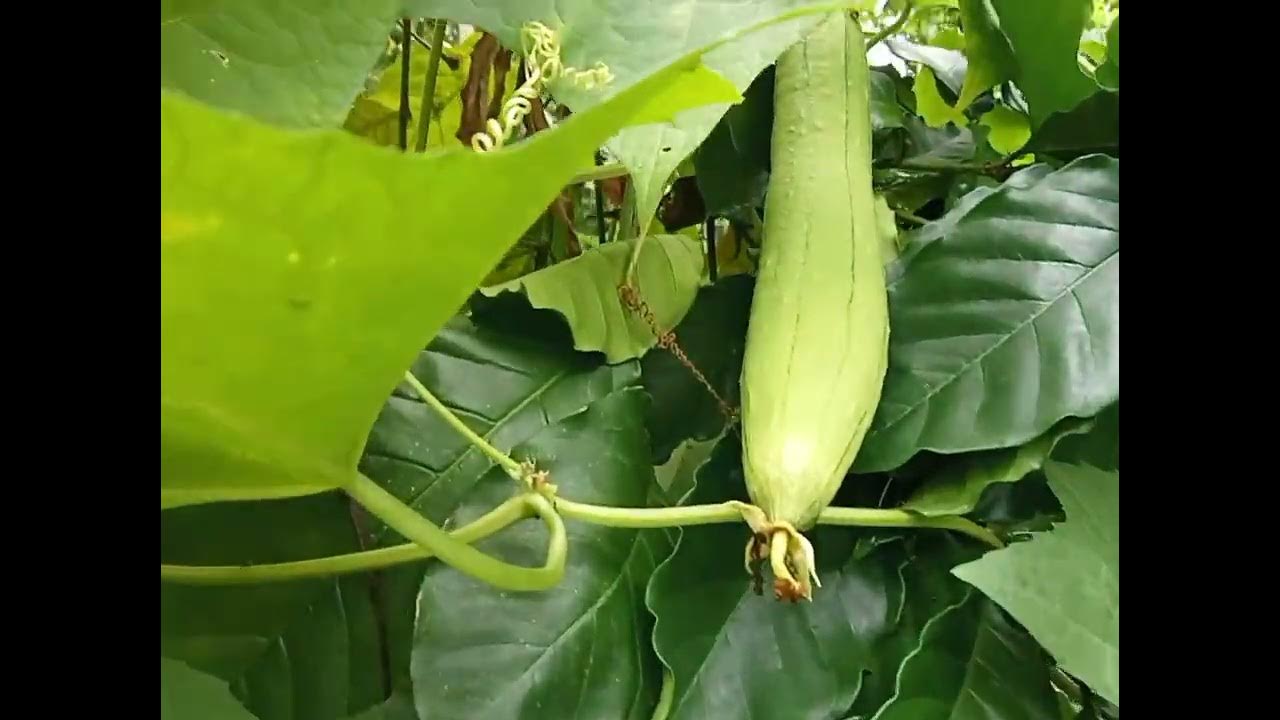 Update sa aking mini vegetables garden.. - YouTube
