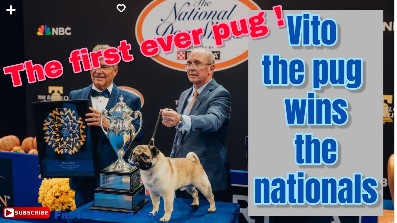 Vito the Pug makes history as the first pug ever to Win the National ...