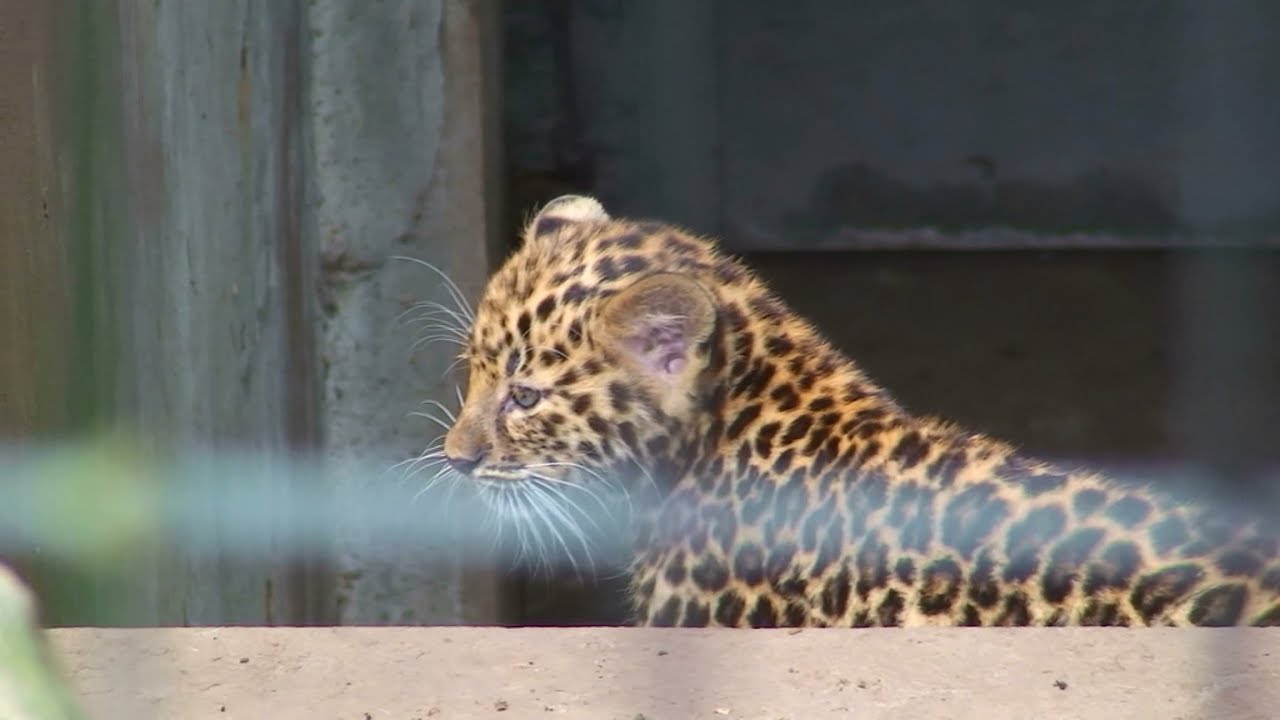 赤ちゃんアムールヒョウの鳴き声 - Baby Amur leopard make a sound - YouTube