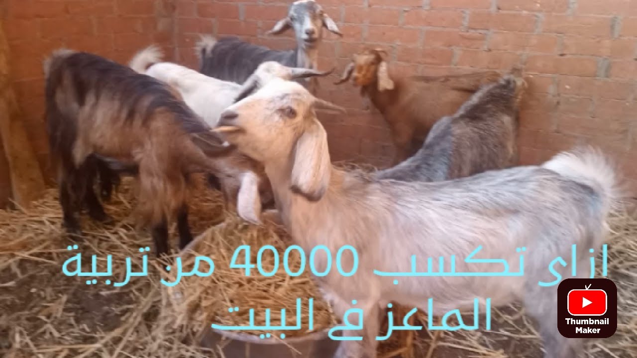 دراسة جدوى لمشروع تربية الماعز فى البيت سلسلة مشروعات التربيه البيتى Youtube