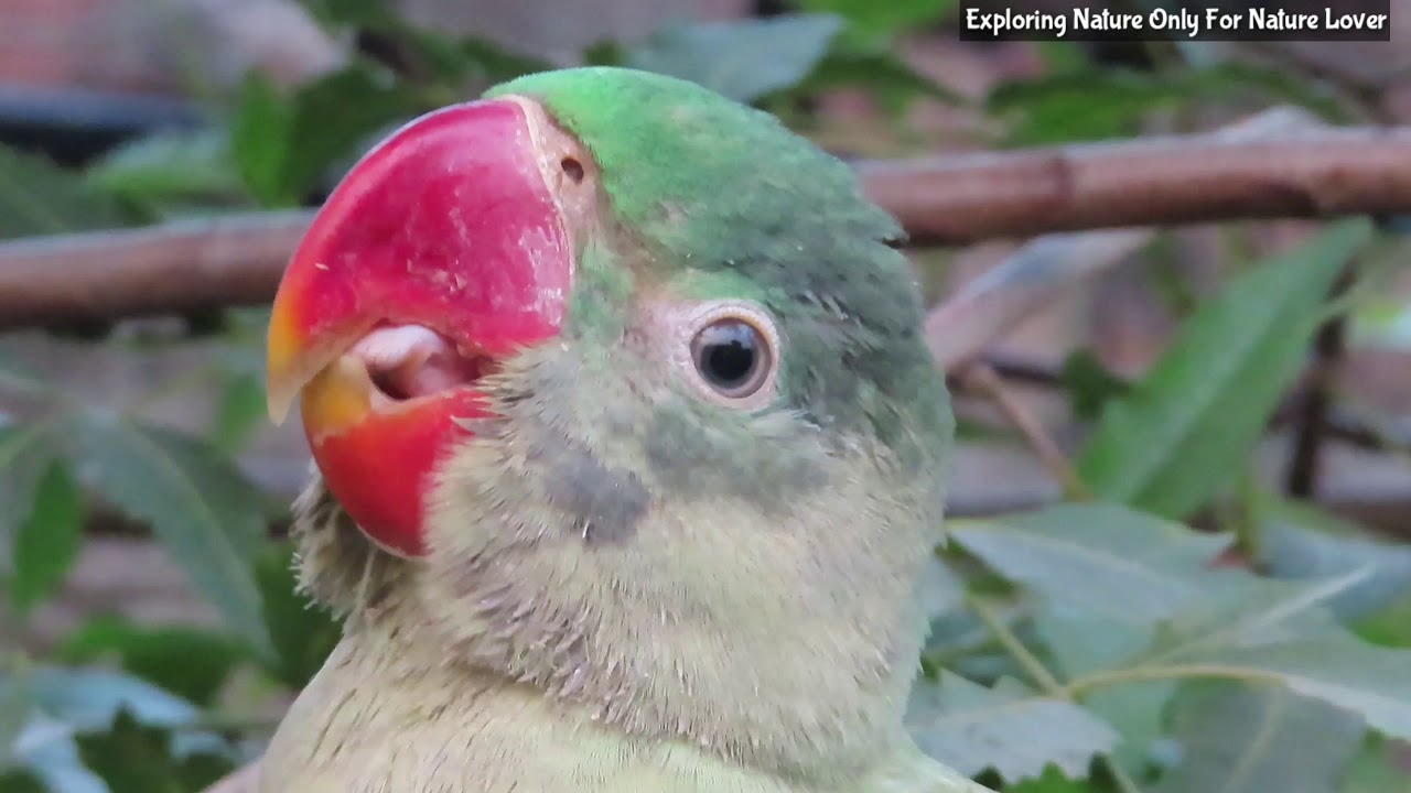 Baby parrots enjoying Sunny day - so beautiful parrots - YouTube