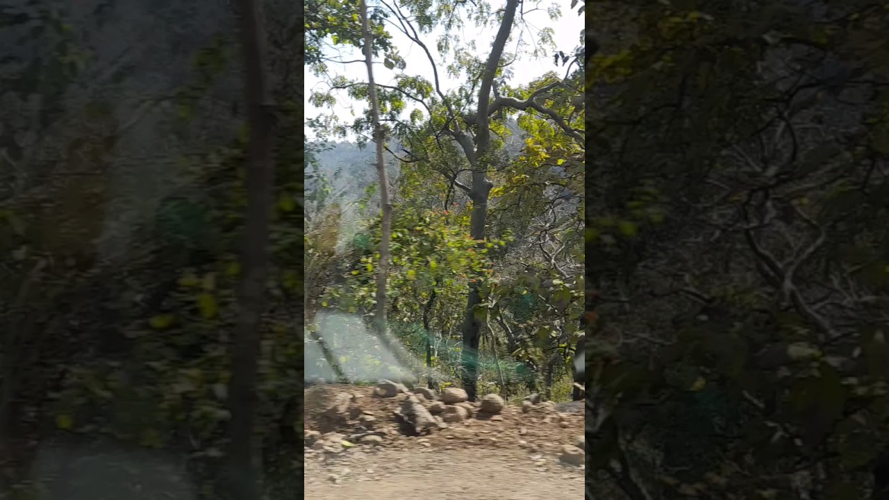 payli tourism # mp# bargi payli# bargi dame visit # narmada river ...