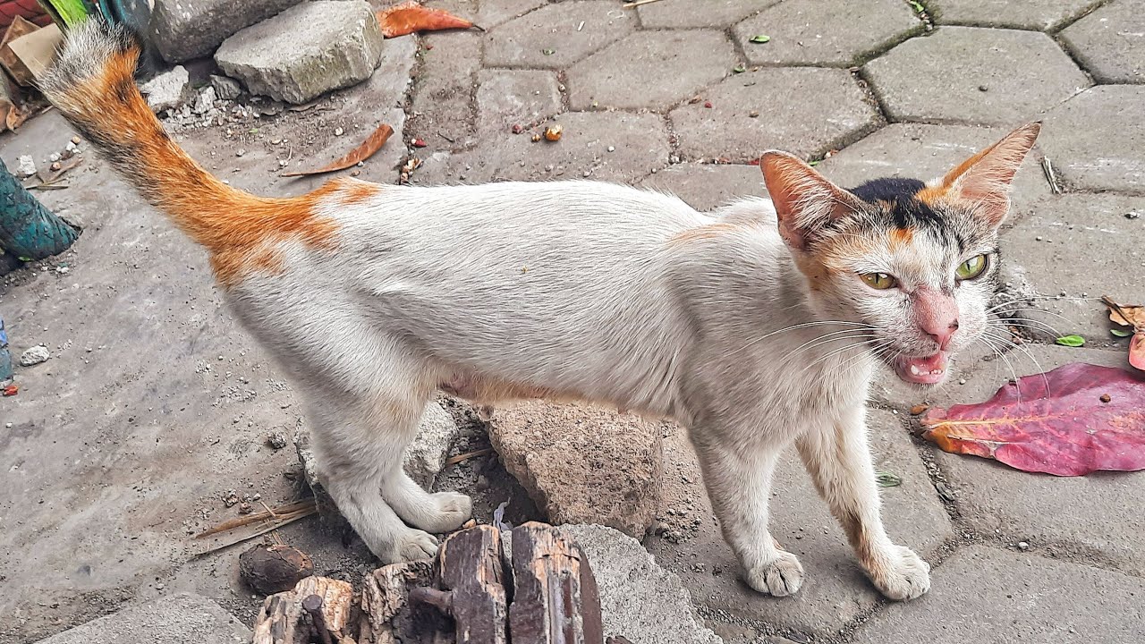Calico street cat looking for food - YouTube
