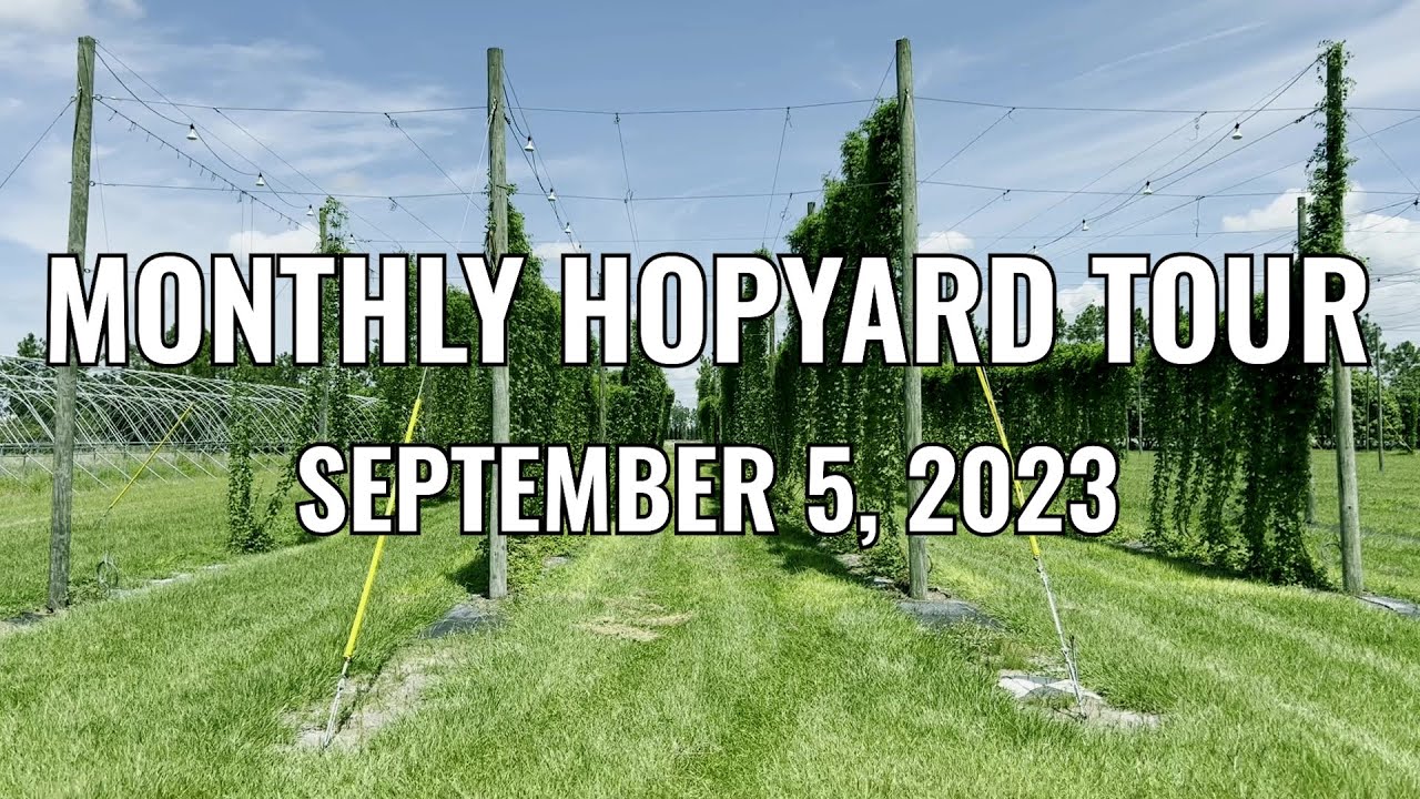 Monthly Hopyard Tour (2023-09-05) | Univ of Florida Hops Research - YouTube