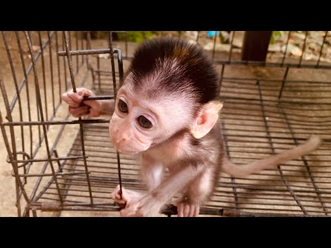Training two baby monkeys to be disciplined when drinking milk - YouTube