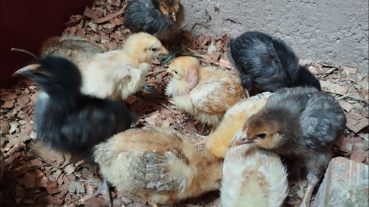 Cómo saber si un pollito es macho o hembra 🤔 - YouTube