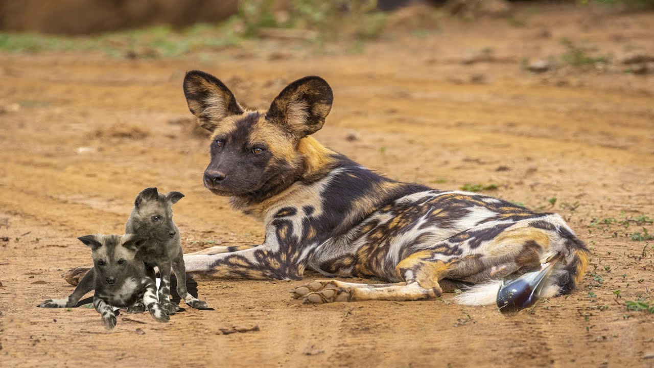 How Wild Dog Giving Birth Success? - YouTube