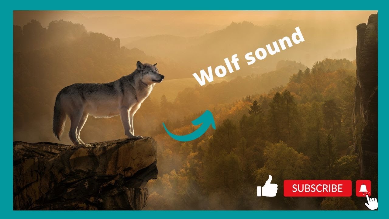 10 minutes of Wolf Sound - YouTube