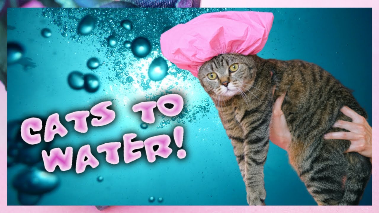 😂 FUNNY 🙀 CATS Falling into 🌊 WATER !!! [COMPILATION] - YouTube