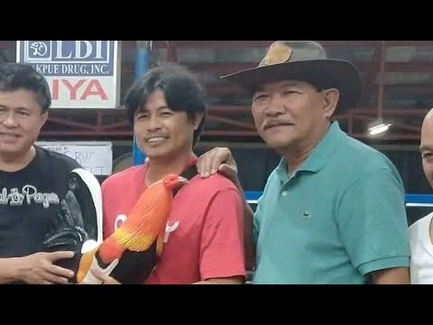 LGP GOLD COLT WHITE KELSO/GOLD LINES BY MR. LESLIE PERMIAS NG LGP GOLD ...