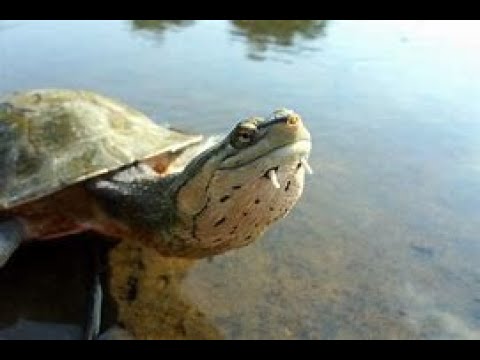 Cagado 🐢🐢 Cágado-pescoço-de-cobra,Cágado-de-barbicha (Phrynops ...