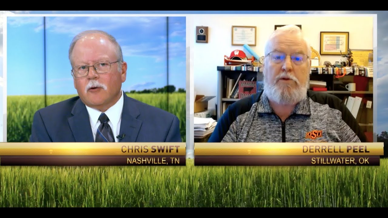 Where do those extra cattle come from? Chris Swift and Derrell Peel of ...
