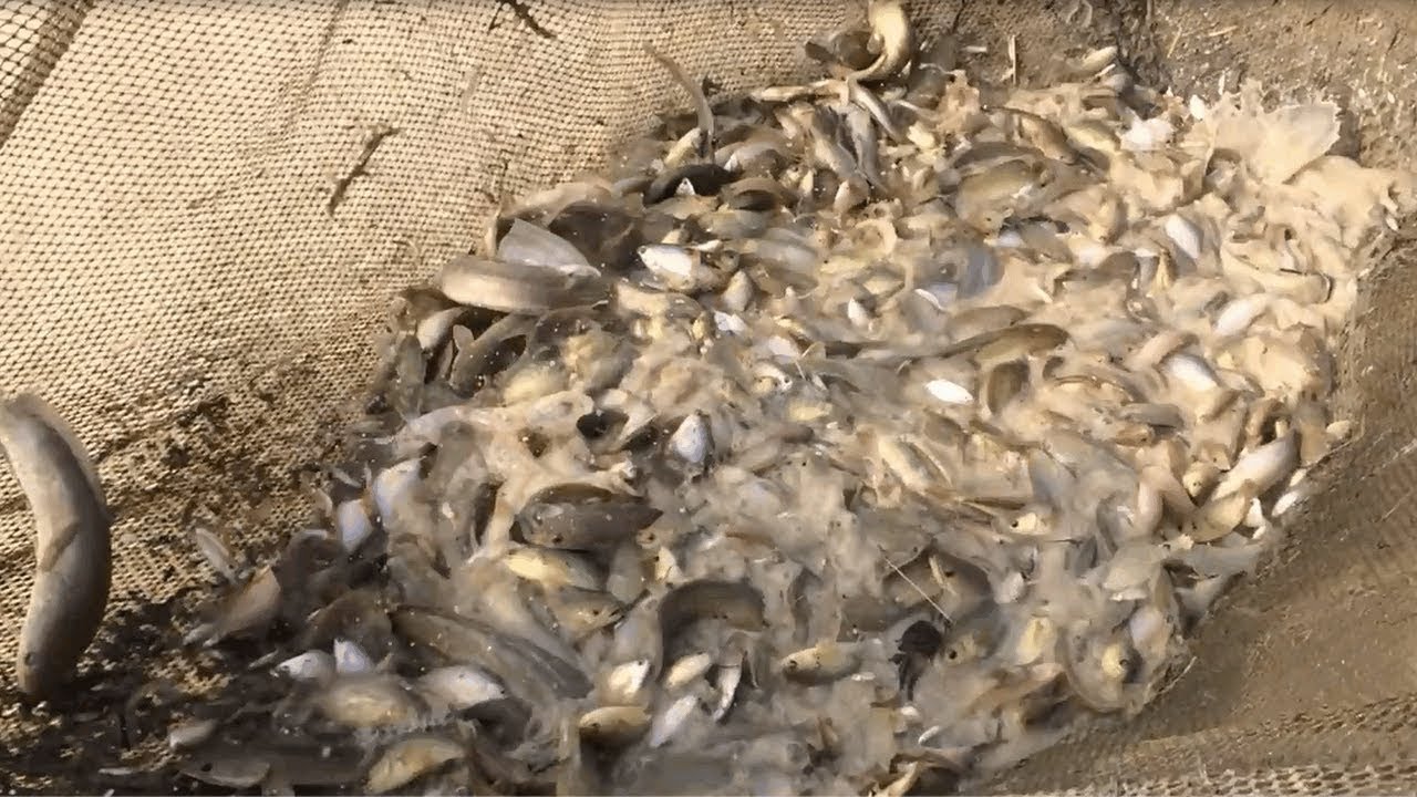 Amazing Big Cast Net Fishing - Traditional Net Catch Fishing in The ...