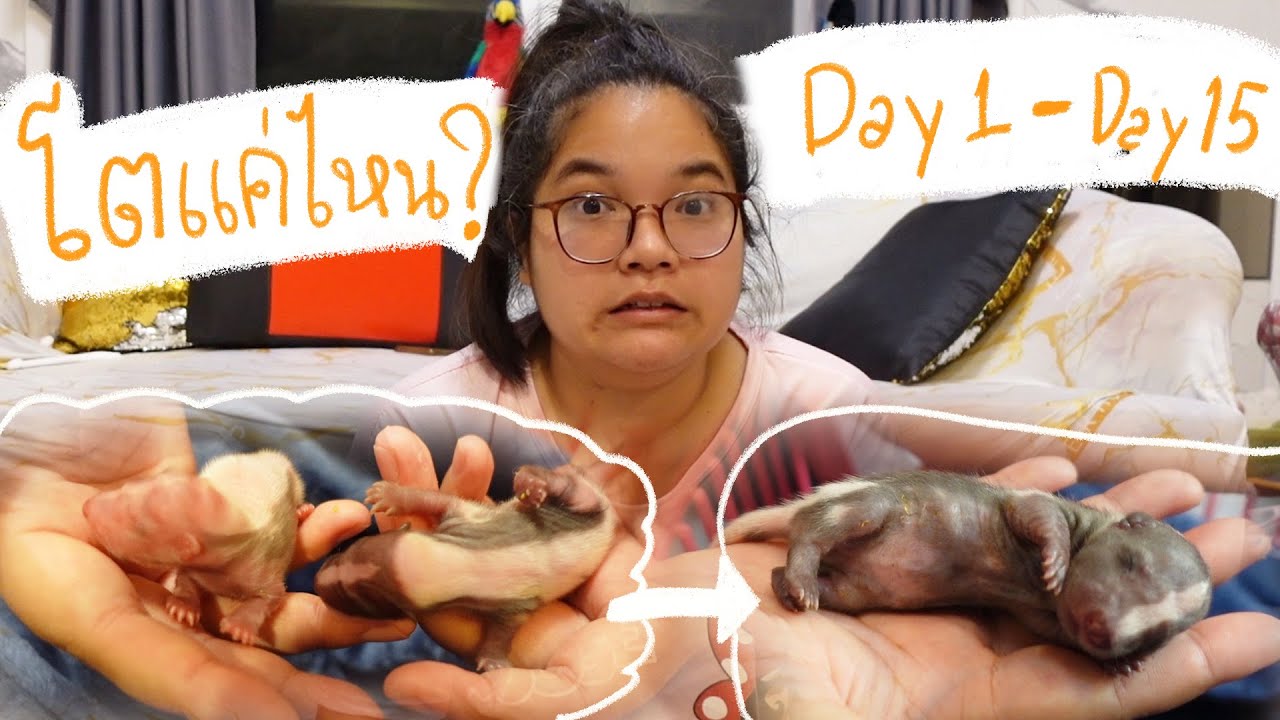 15วันกับการเลี้ยงลูกสกั้งแรกเกิด 15days with Babyskunk l Bluebellboo - YouTube