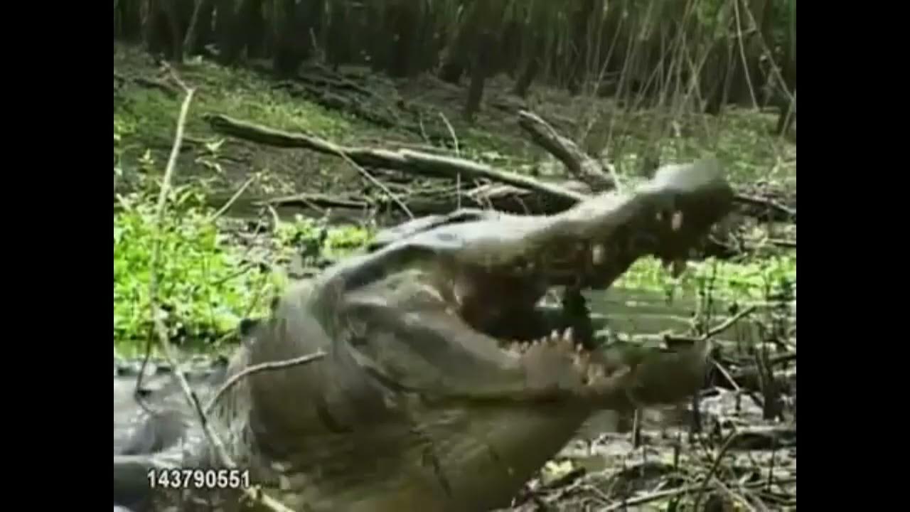 Шок Крокодил їсть черепаху A crocodile eats a turtle #shorts - YouTube