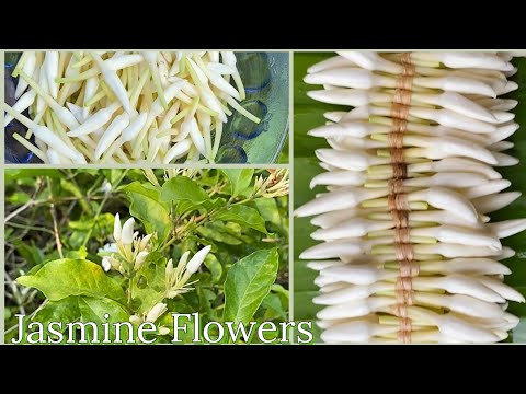 Udupi Mallige/Jasmine Flowers l Jasminum Sambac lHow to make Jasmine ...