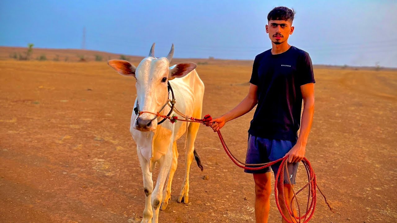 NAAD EKACH GHODA BAIL SHARYAT 🔥 HORSE AND BULL CART RACE @M_H_0909 ...