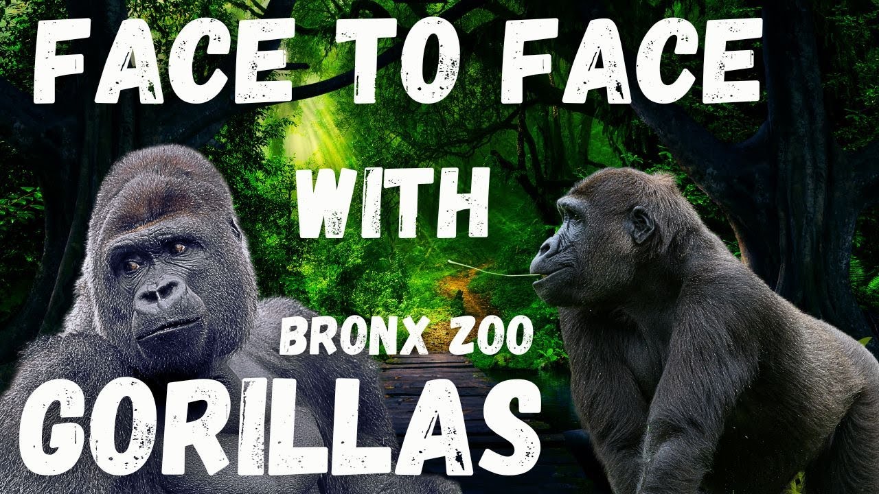 Gorillas of the Bronx Zoo | Congo Gorilla Forest - YouTube