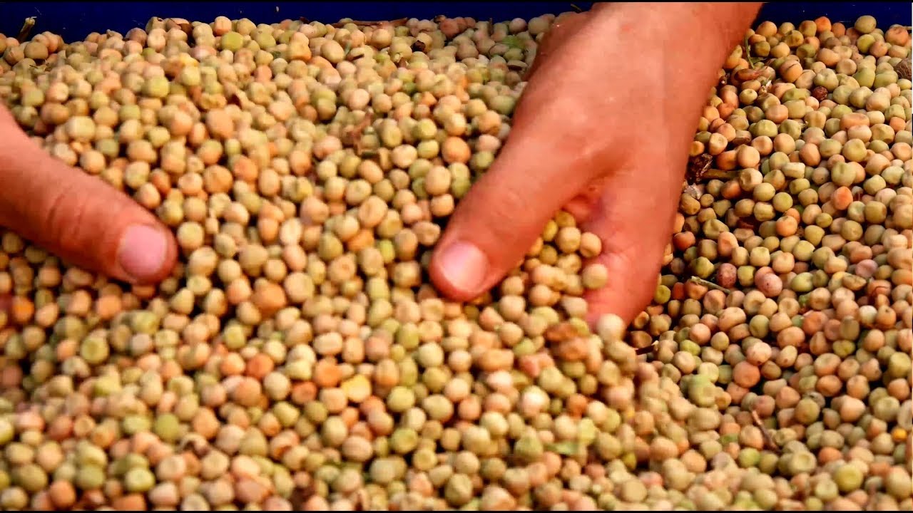 El Pesol Negre. Un producte singular del Berguedà - YouTube