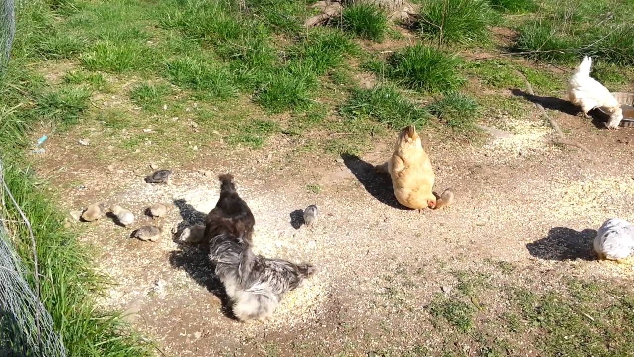 Momma Chickens and Baby Chicks!!! - YouTube