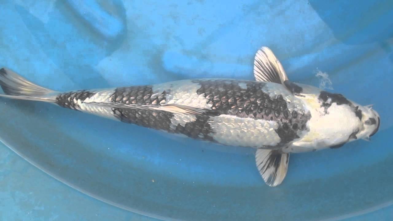 Gin Rin Kin Shiro Utsuri - YouTube