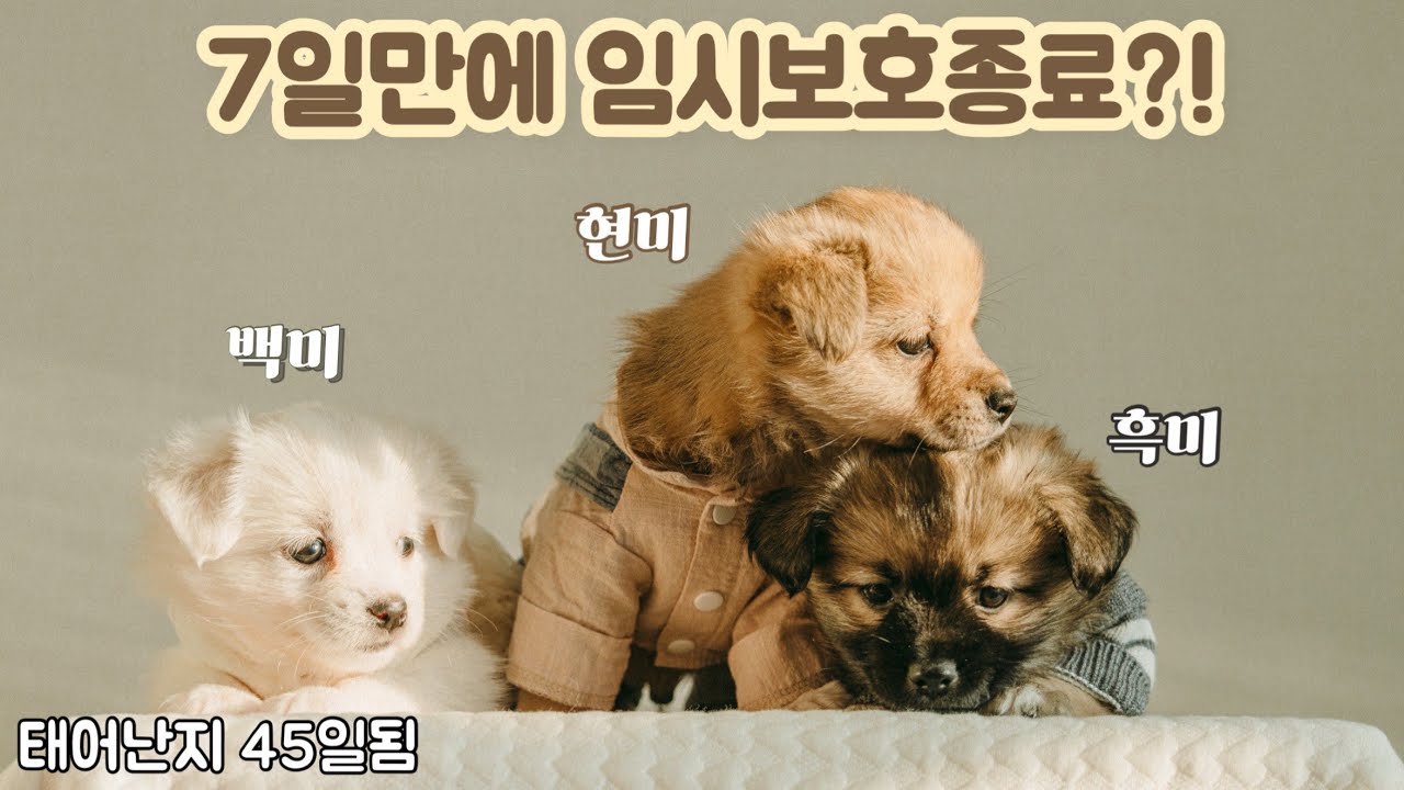잡곡즈임보일기 2 ㅣ 보호소에서 태어난 잡곡즈의 최단기간 임시보호 3일만에 입양확정ㅣ1인가구 임시보호 유기견임보 유기견