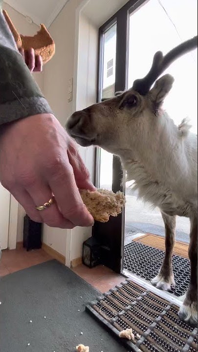Hungry reindeer in Norway - YouTube