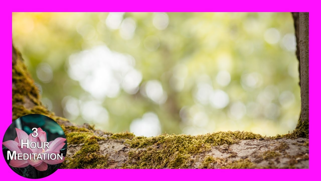 Mossy Branch | Calming Meditation & Sleep Music | 3 Hours - YouTube