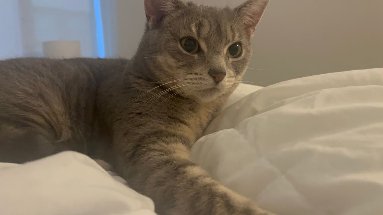 Cozy Cat Nap:Grey Sleepy-Eyed Cat Relaxing on HER human sized bed #cute ...