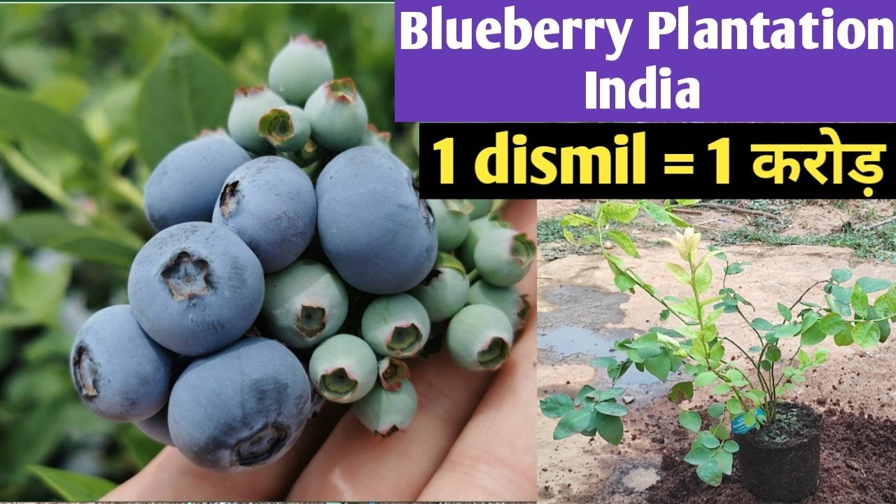 Blueberry Plantation in Hot 🥵Climate ll गर्म क्षेत्रों में ब्लूबेरी की ...