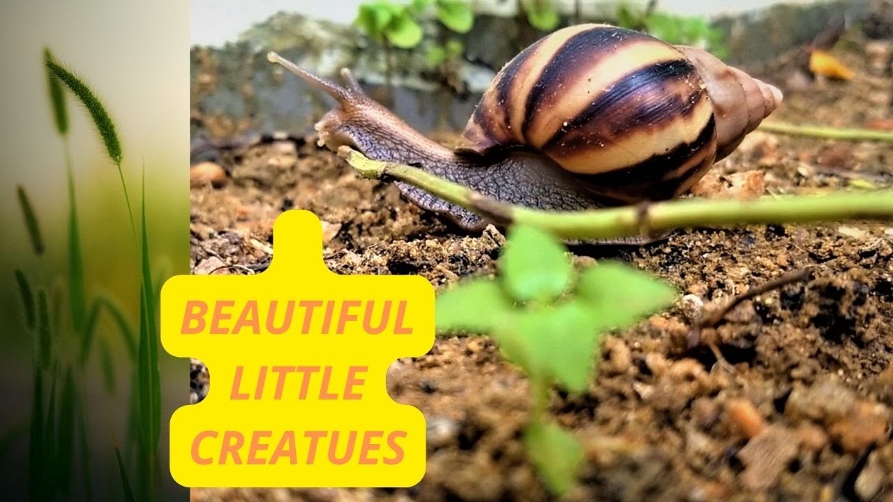 Little things | Beauty of nature| Love to Watch Little Creatures ...