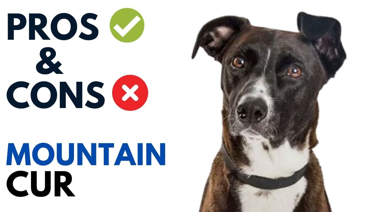 Mountain Cur Pros and Cons | Mountain Cur Advantages and Disadvantages ...