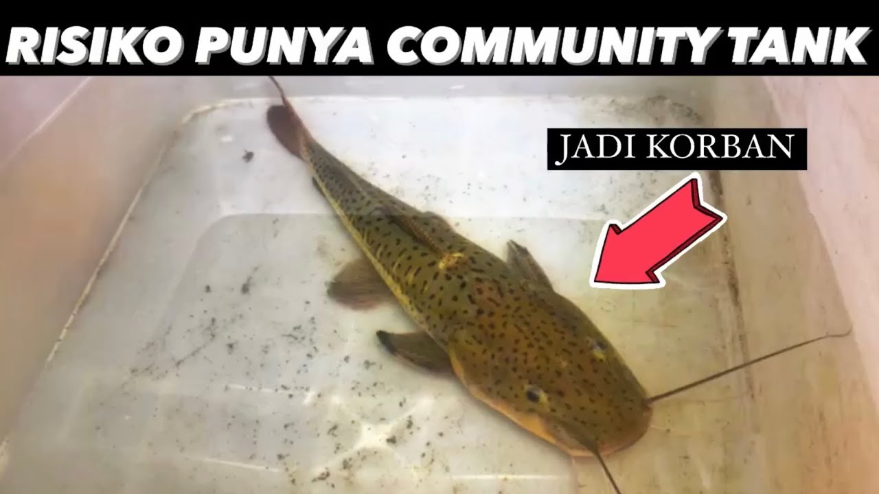 LEOPARD CATFISH - Susahnya Gabungin Ikan Predator Monster!!! - YouTube