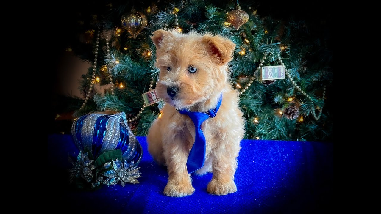 RoyalSchnauzers Toy RED Miniature Schnauzer Puppies READY TO GO HOME ...