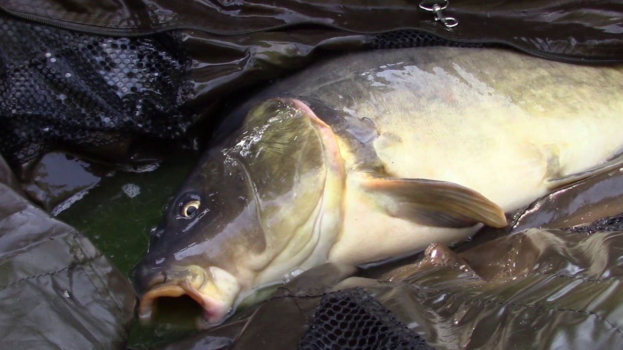 SPEED FISHING IN RIVER - MACK 2 - YouTube