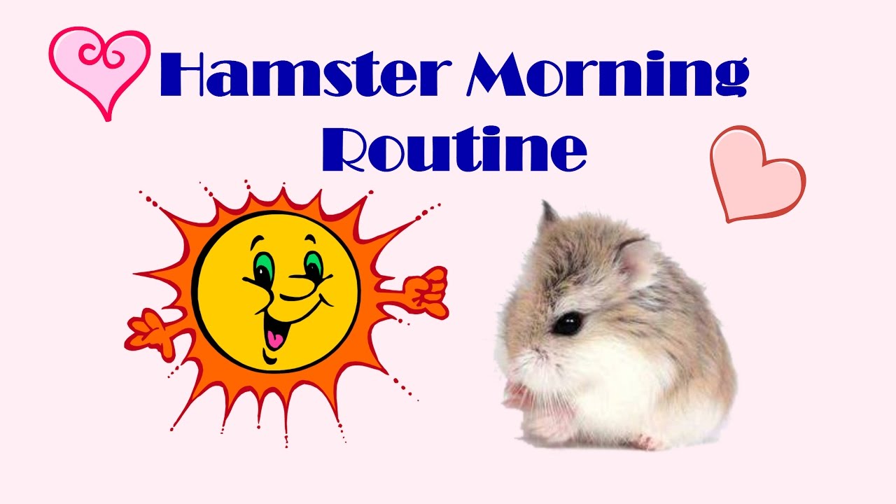HAMSTER MORNING ROUTINE 2017 - YouTube