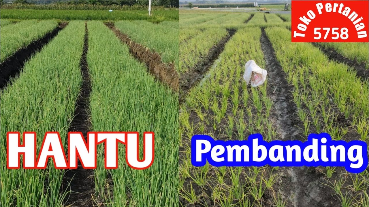 Pupuk Hantu Thricoderma - Hantu Ijo Royo Royo - NPK Hantu - Bawang ...