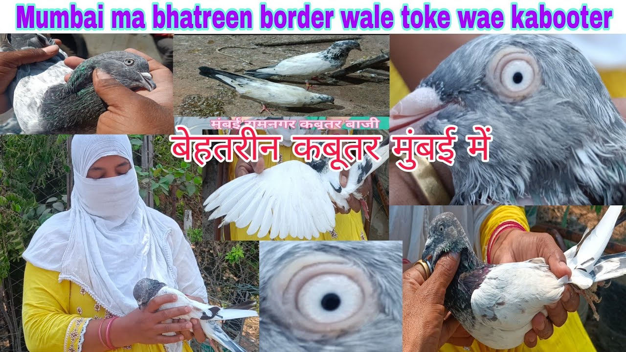 dilgeet kor didi la bhatreen #kabooter काफी बेहतरीन उड़ान वाले कबूतर ...