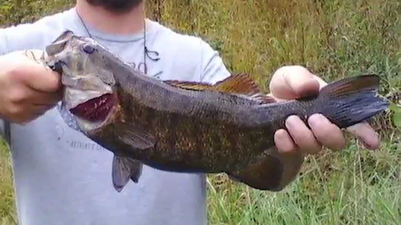 Spring 2015 River Smallmouth Bass Fishing Forecast for the Levisa, Tug ...