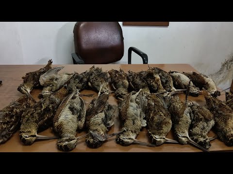 2025-2026 ORDU ÇULLUK AVI part 6 #SHOTKAM #beccaccia #woodcock #вальдшнеп#Μπεκάτσα#türkiye
