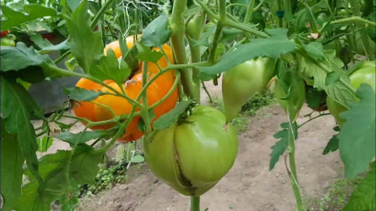 Томат Алматинское сердце или Алма-Атинское сердце 21.07.24 - YouTube