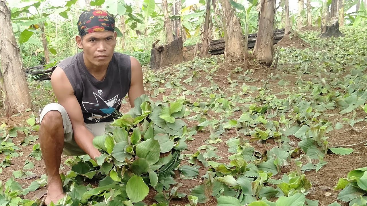 Daun kencur di oseng di pecel dan goreng obang abing - YouTube