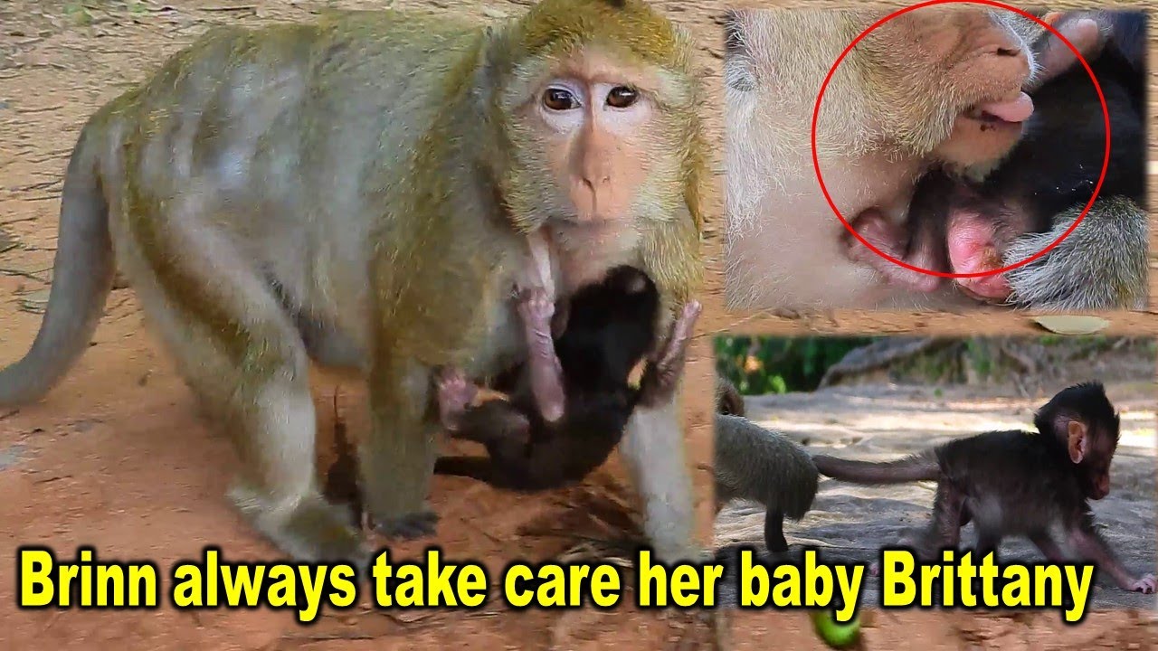Monkey Brinn with her adorable baby Brittany look so sweet but Brinn ...