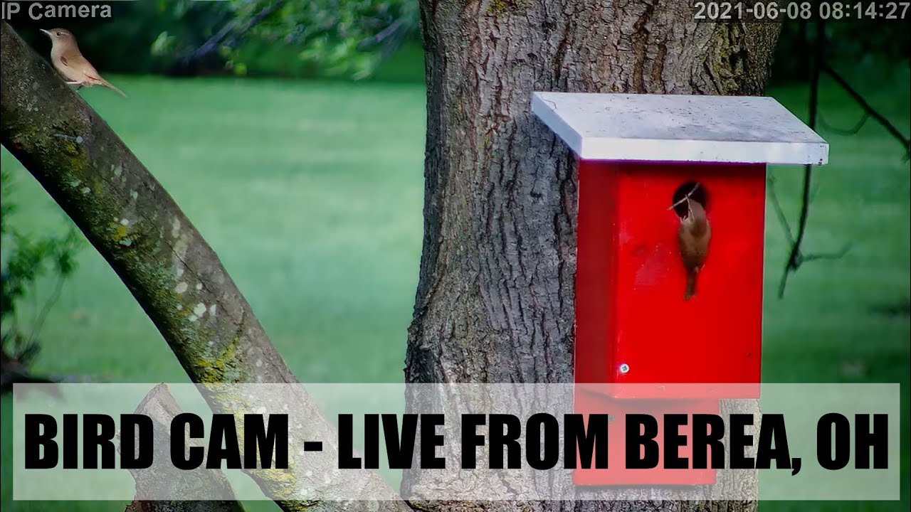 Berea Bird Cam - YouTube