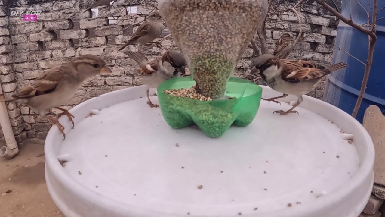 Sparrow's Joyful Feasting: Chirps and Calls | Sparrow Birds Chirping ...