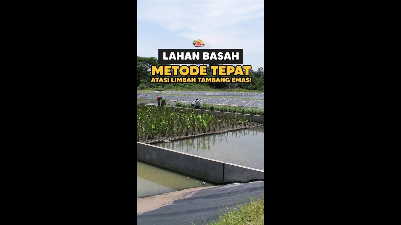 LAHAN BASAH Metode Tepat Atasi Limbah Tambang Emas! 💦 - YouTube