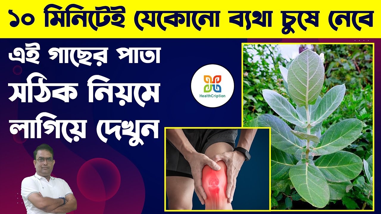 এই পাতা ১০ মিনিটেই কম করবে ১০ বছরের পুরানো ব্যথা । Akanda Leaf for ...